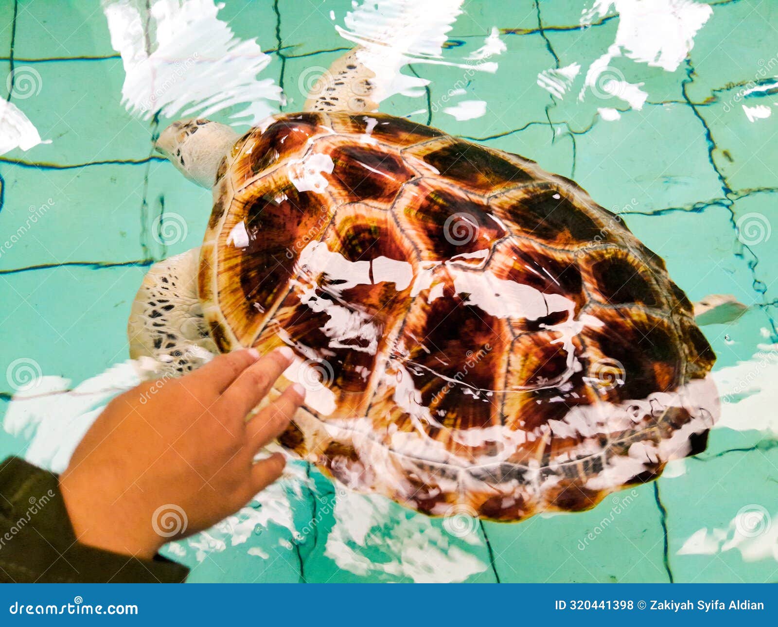 Turtles Interacting with Humans at the Turtle Breeding and Conservation ...