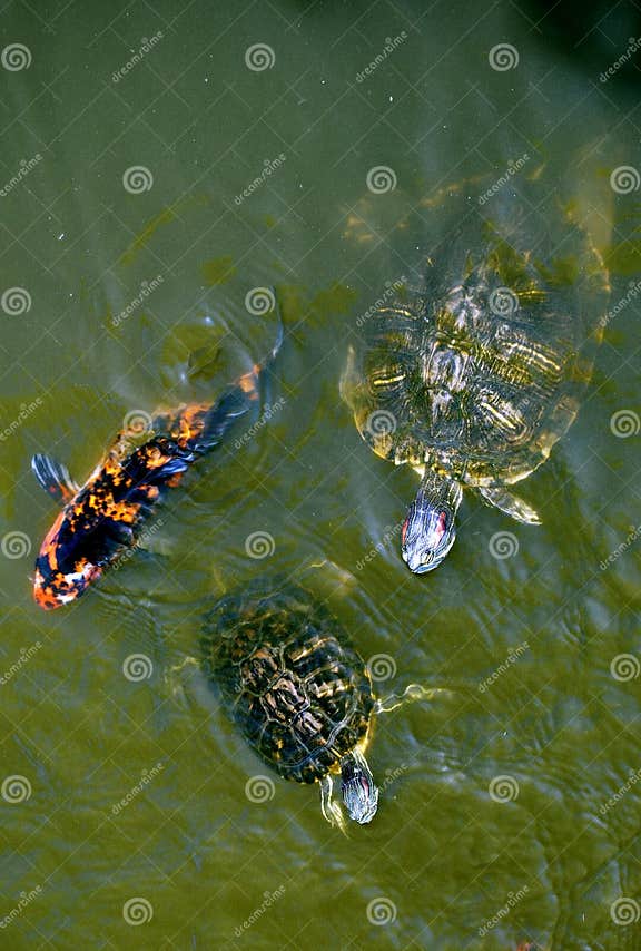 Turtles and Koi Fish stock image. Image of animal, swimming - 17879269