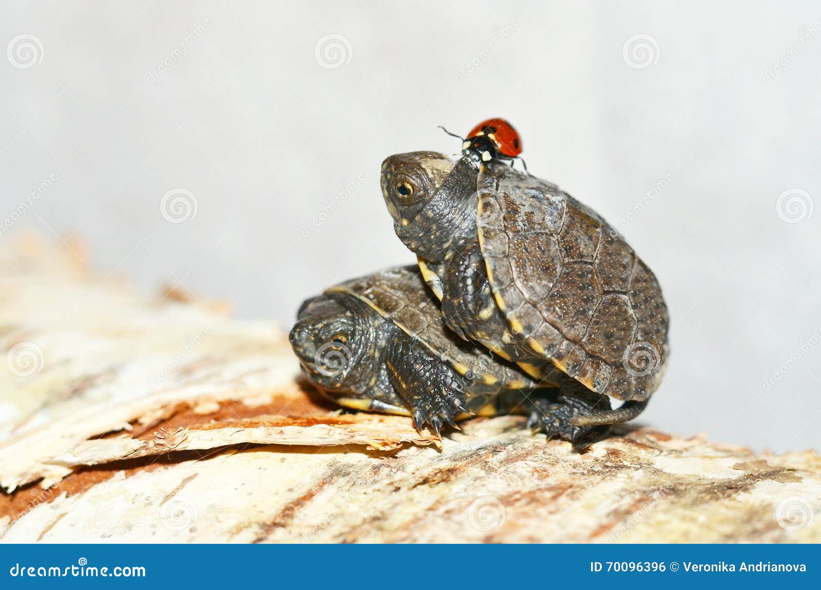 Turtles and ladybug stock photo. Image of animals, insects - 70096396