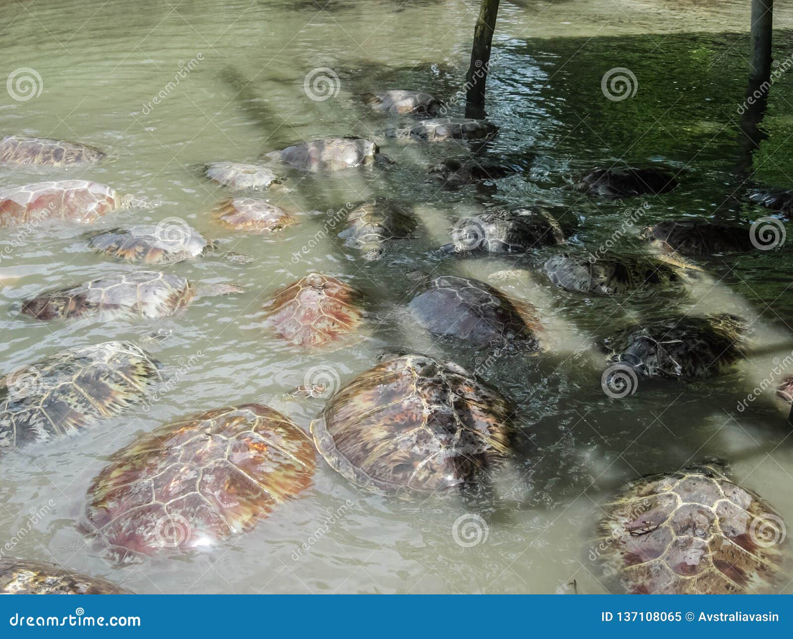 Turtles in the Lake are Swimming in a Large Group Stock Image - Image ...
