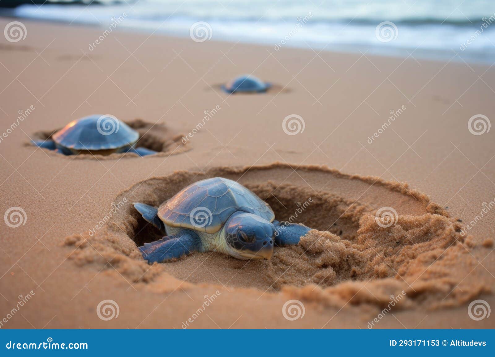 Turtles Laying Eggs in the Sand Stock Image - Image of generative, sand ...