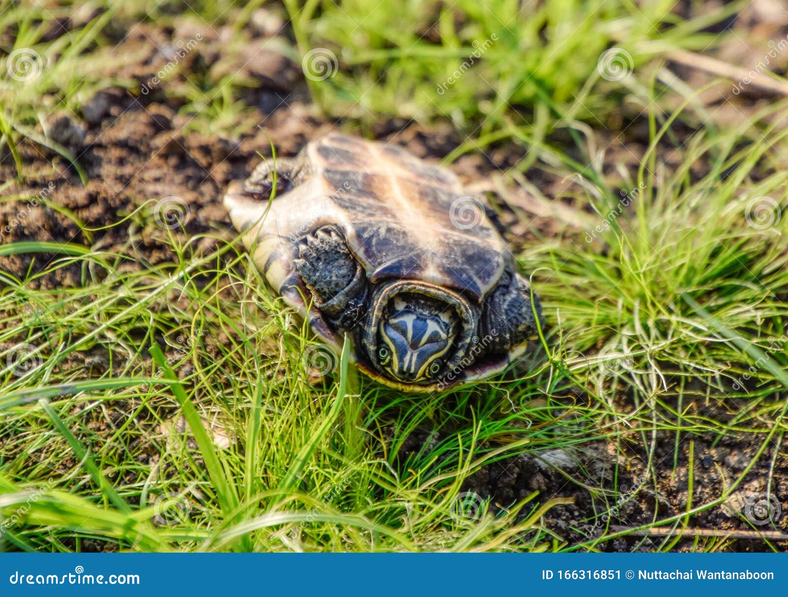 A Turtles Lie on Backs on the Ground Amidst the Green Grasses in the ...