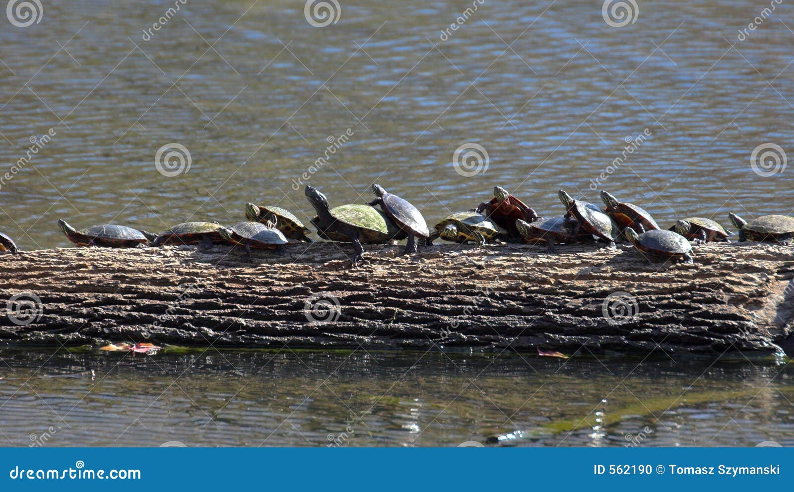 Turtles in a line - 2 stock photo. Image of reptile, shell - 562190