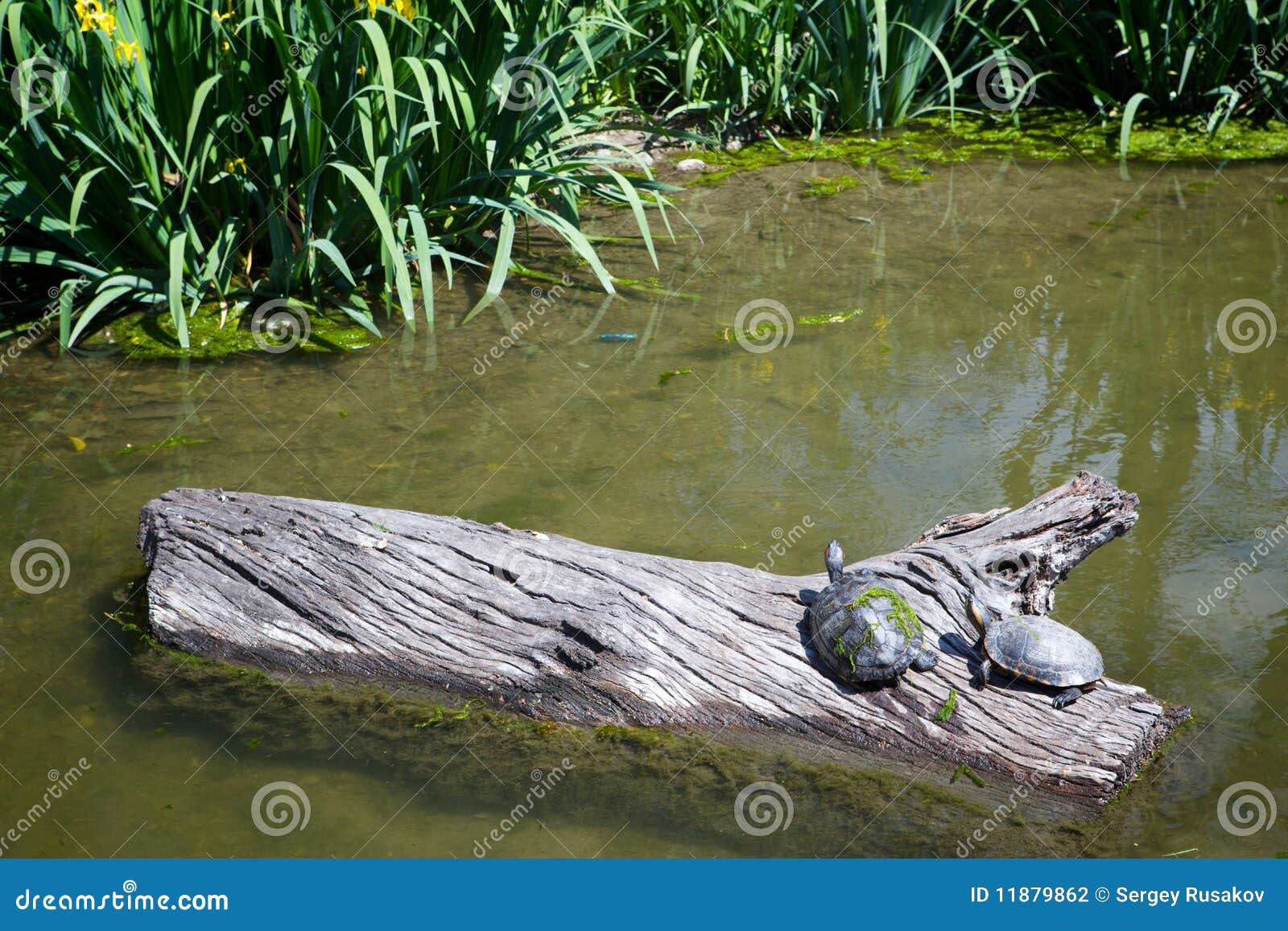 Turtles on a log stock photo. Image of water, turtle - 11879862
