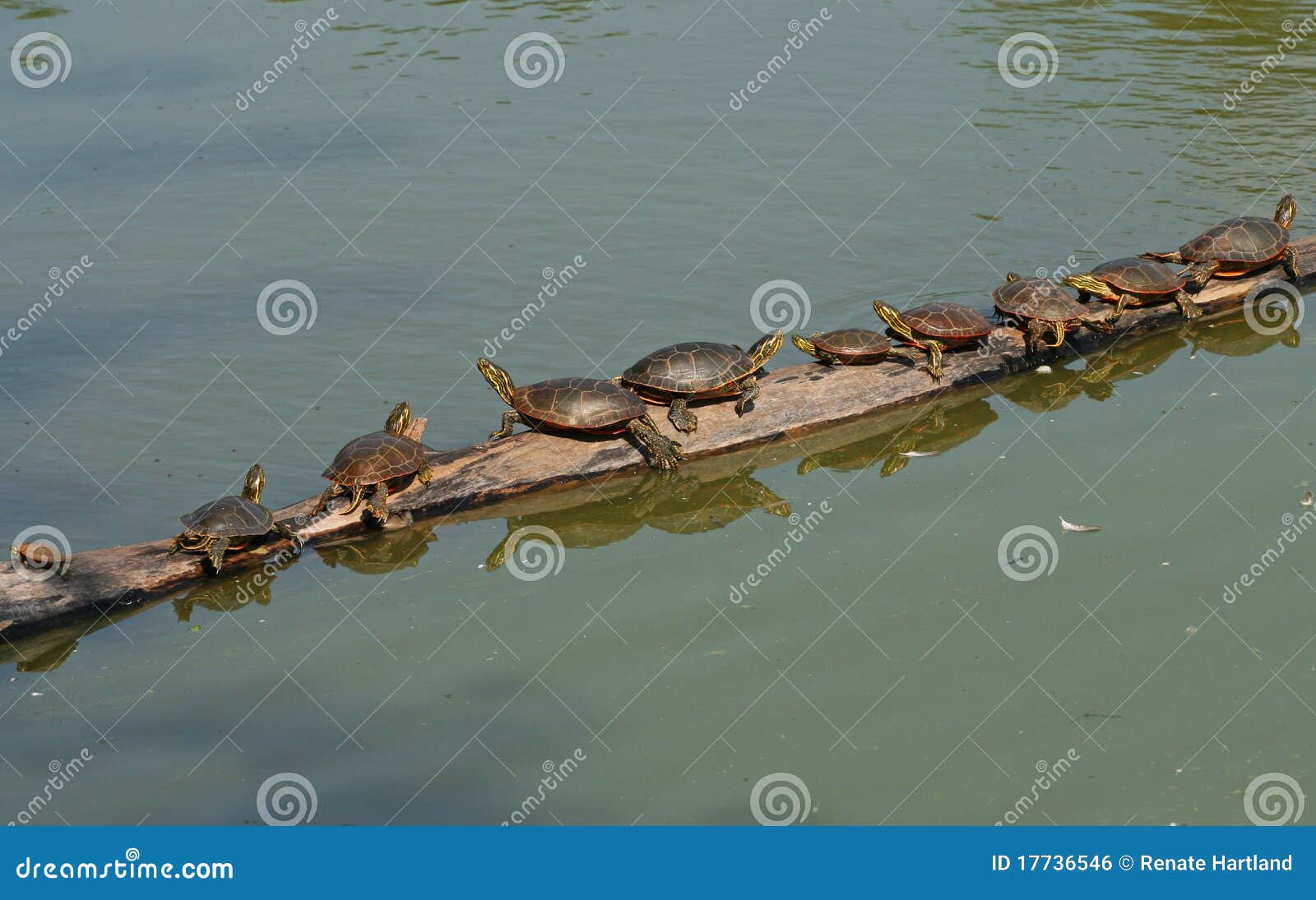 Turtles on a log stock photo. Image of water, sunning - 17736546