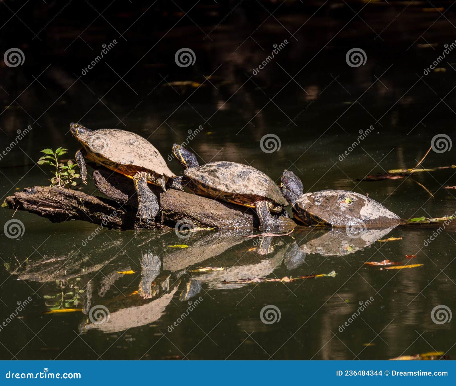 3 turtles on a log stock photo. Image of animal, wildlife - 236484344