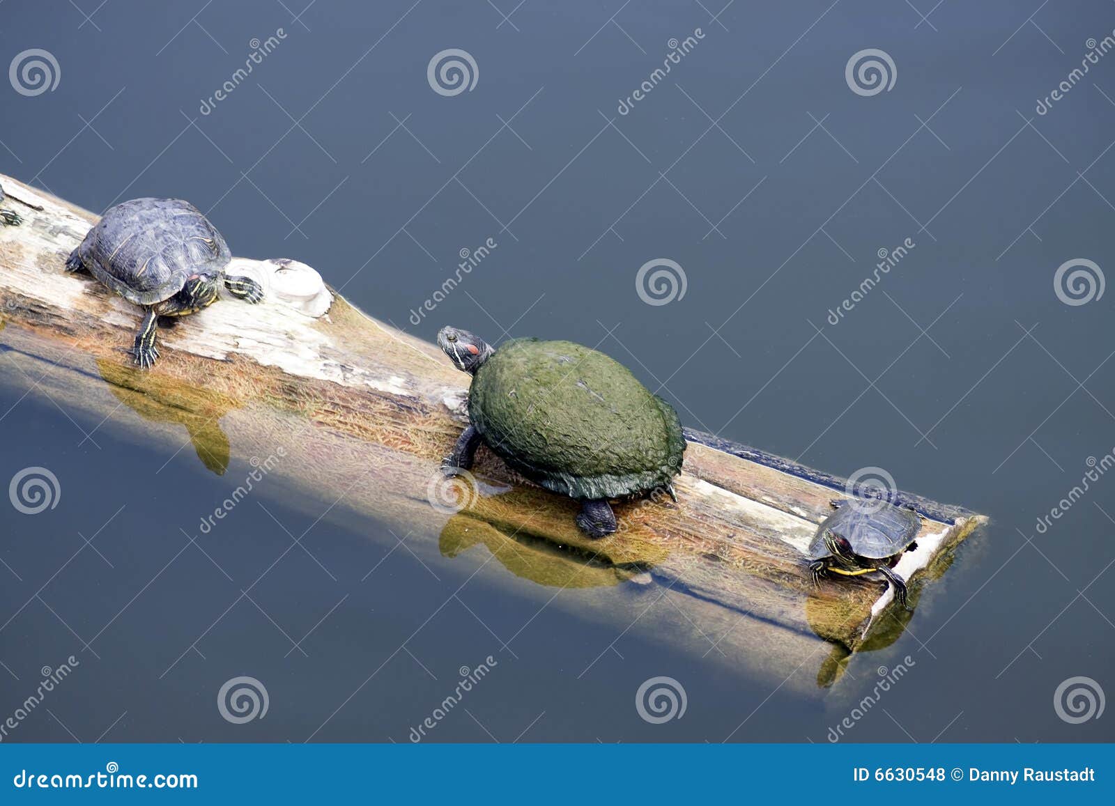 Turtles on a Log stock photo. Image of amphibian, family - 6630548