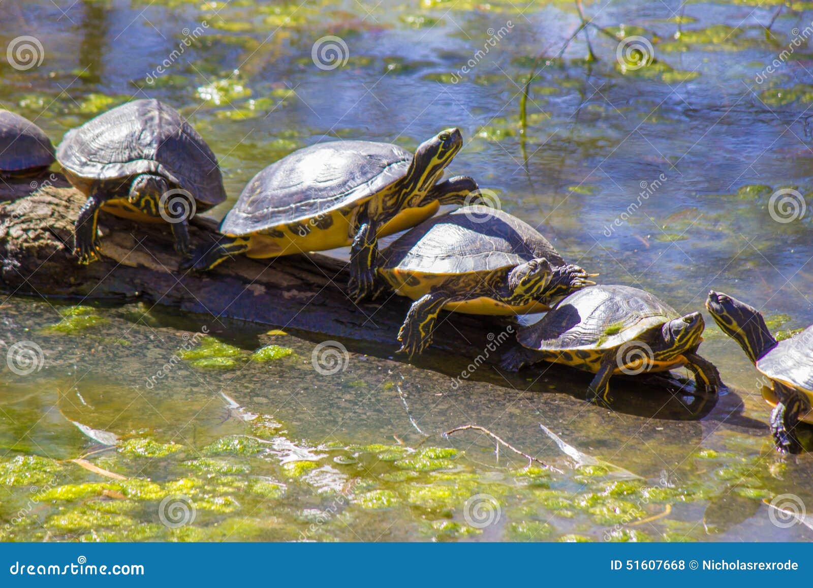 Turtles on a log stock photo. Image of turtle, outdoor - 51607668