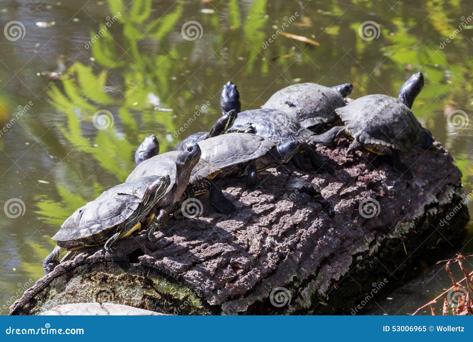 Turtles on a log stock image. Image of common, amphibian - 53006965