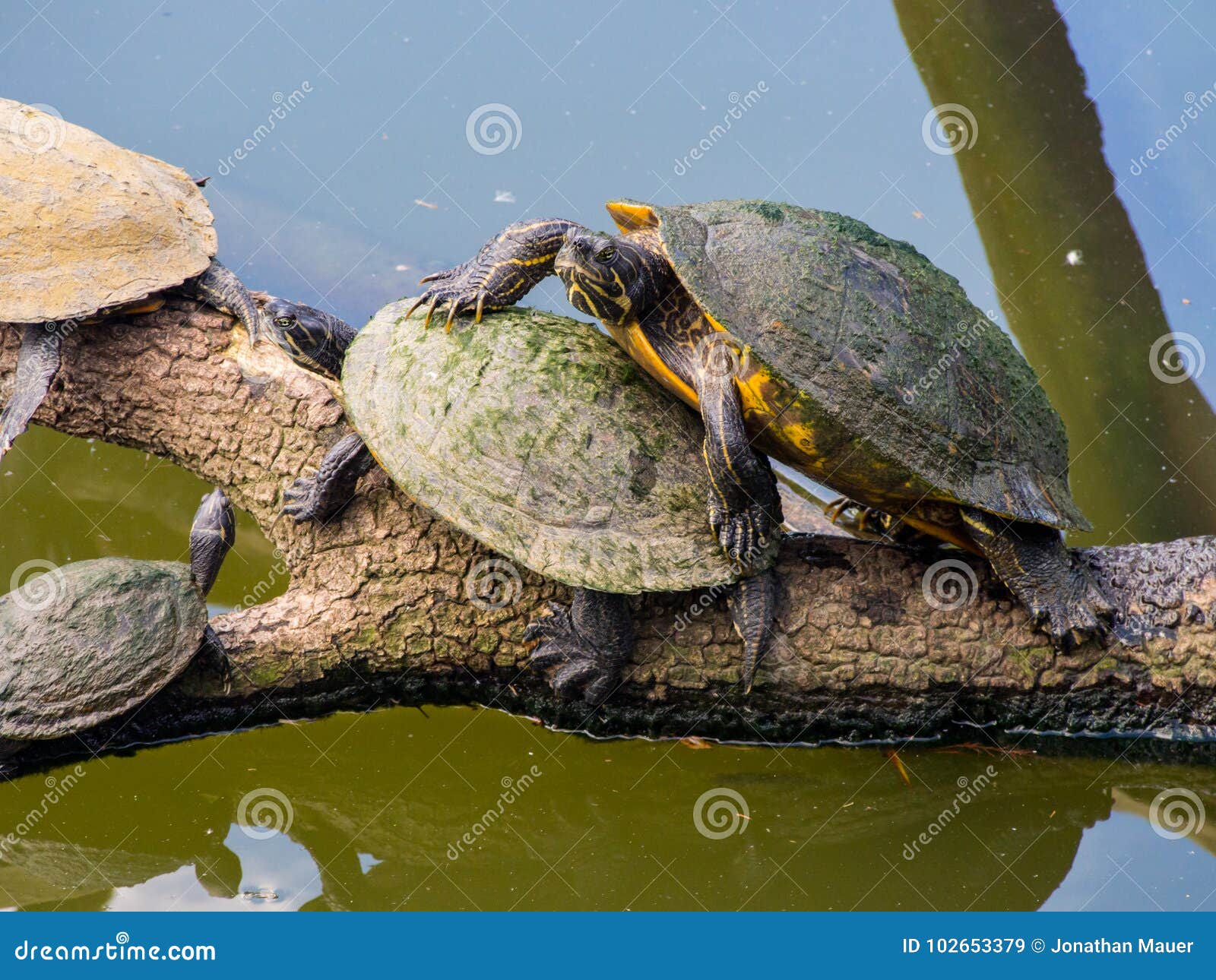 Turtles on Log in Pond stock image. Image of turtle - 102653379