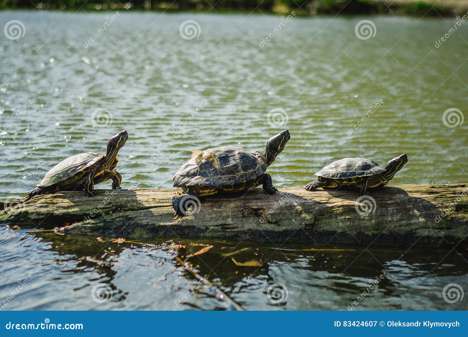 Turtles on a log stock image. Image of animal, sitting - 83424607