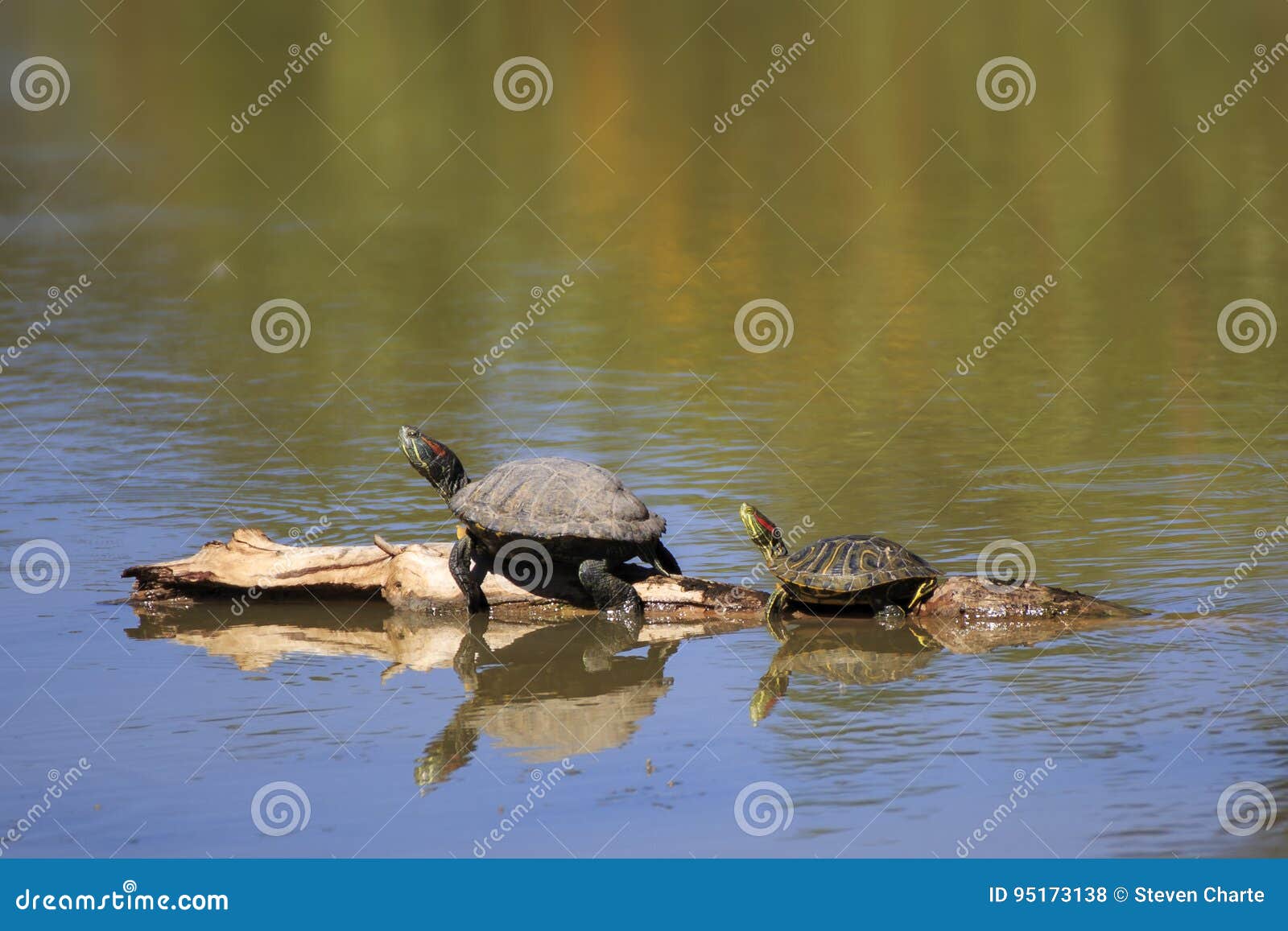 Turtles on a Log stock photo. Image of wildlife, family - 95173138