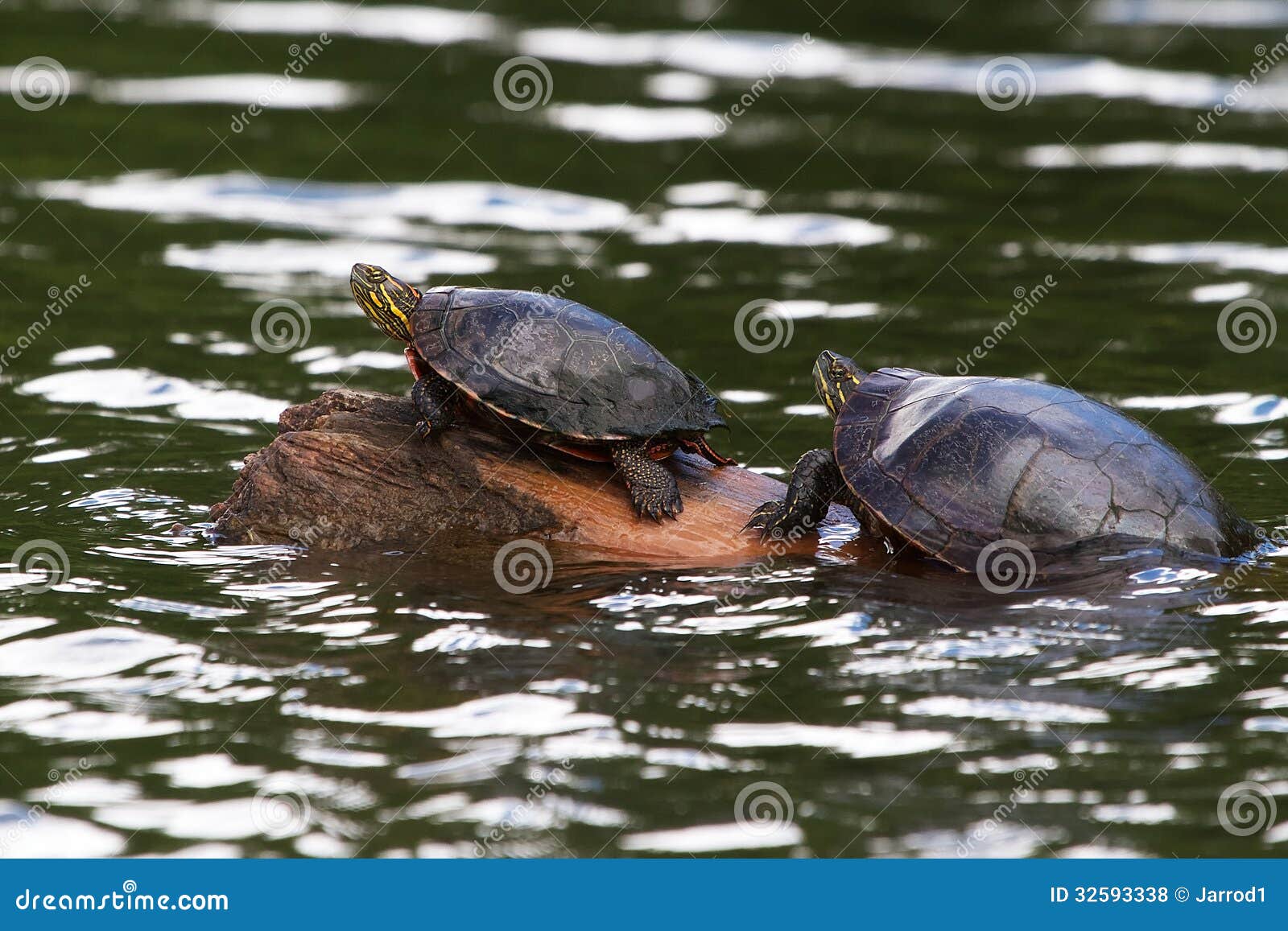Turtles on a log stock photo. Image of nature, warm, warming - 32593338