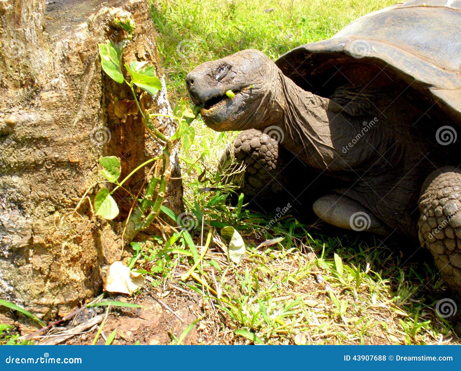 Turtles lunch stock photo. Image of endangered, turtle - 43907688