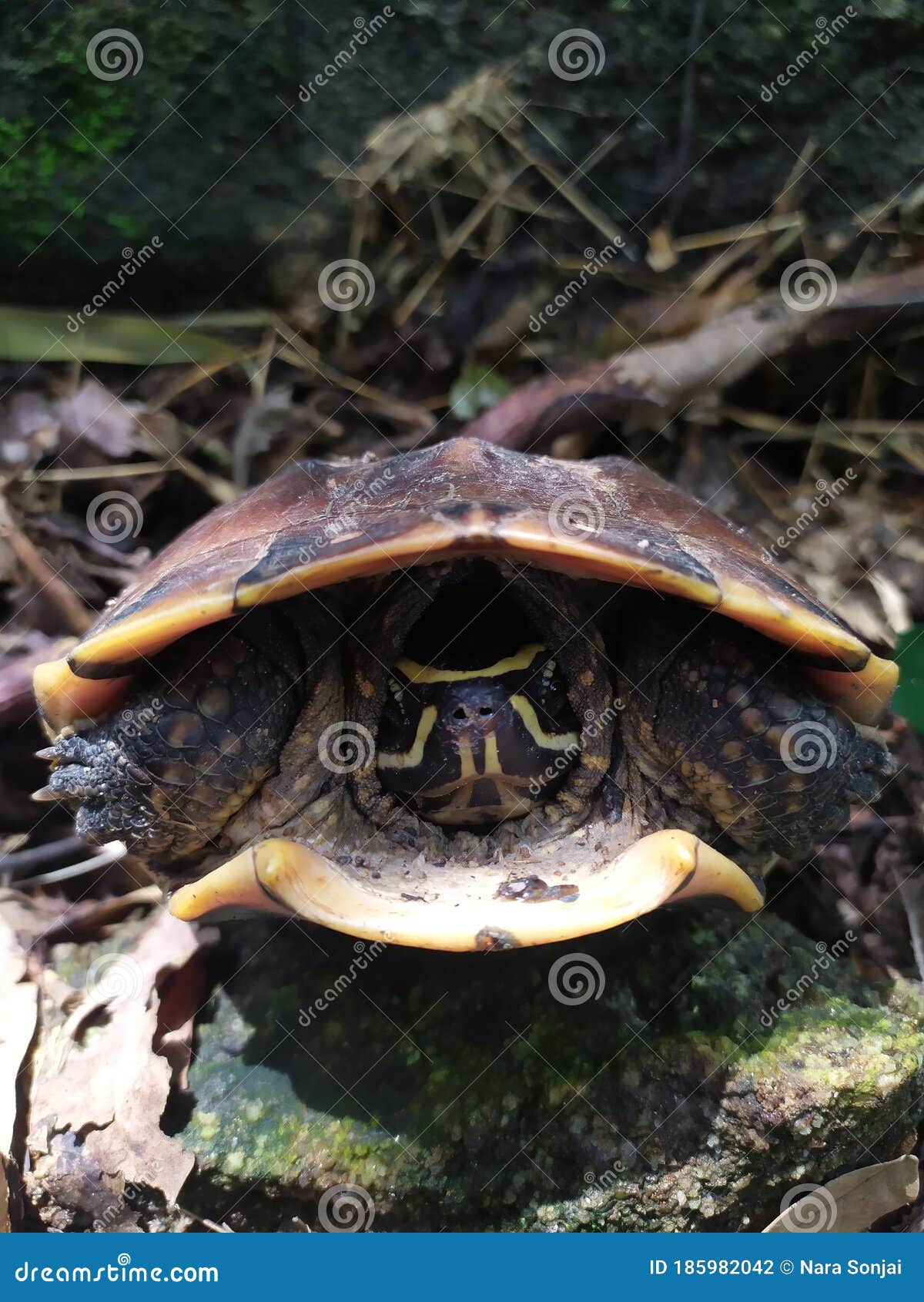 Turtles Lying in the Forest ï¿¼ Stock Photo - Image of invertebrate ...