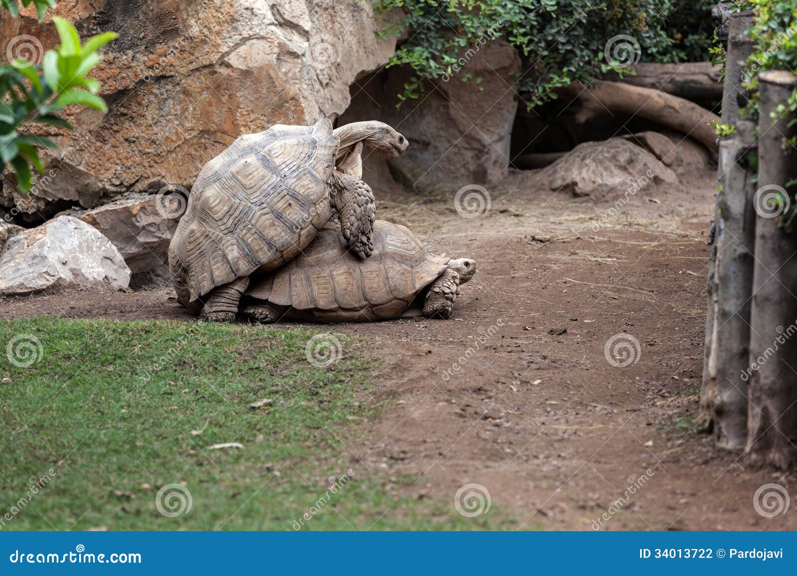 Turtles making love stock photo. Image of love, intercourse - 34013722