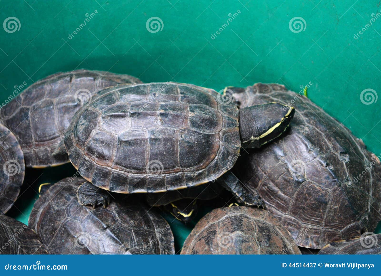 Turtles in the Market stock image. Image of shell, sale - 44514437