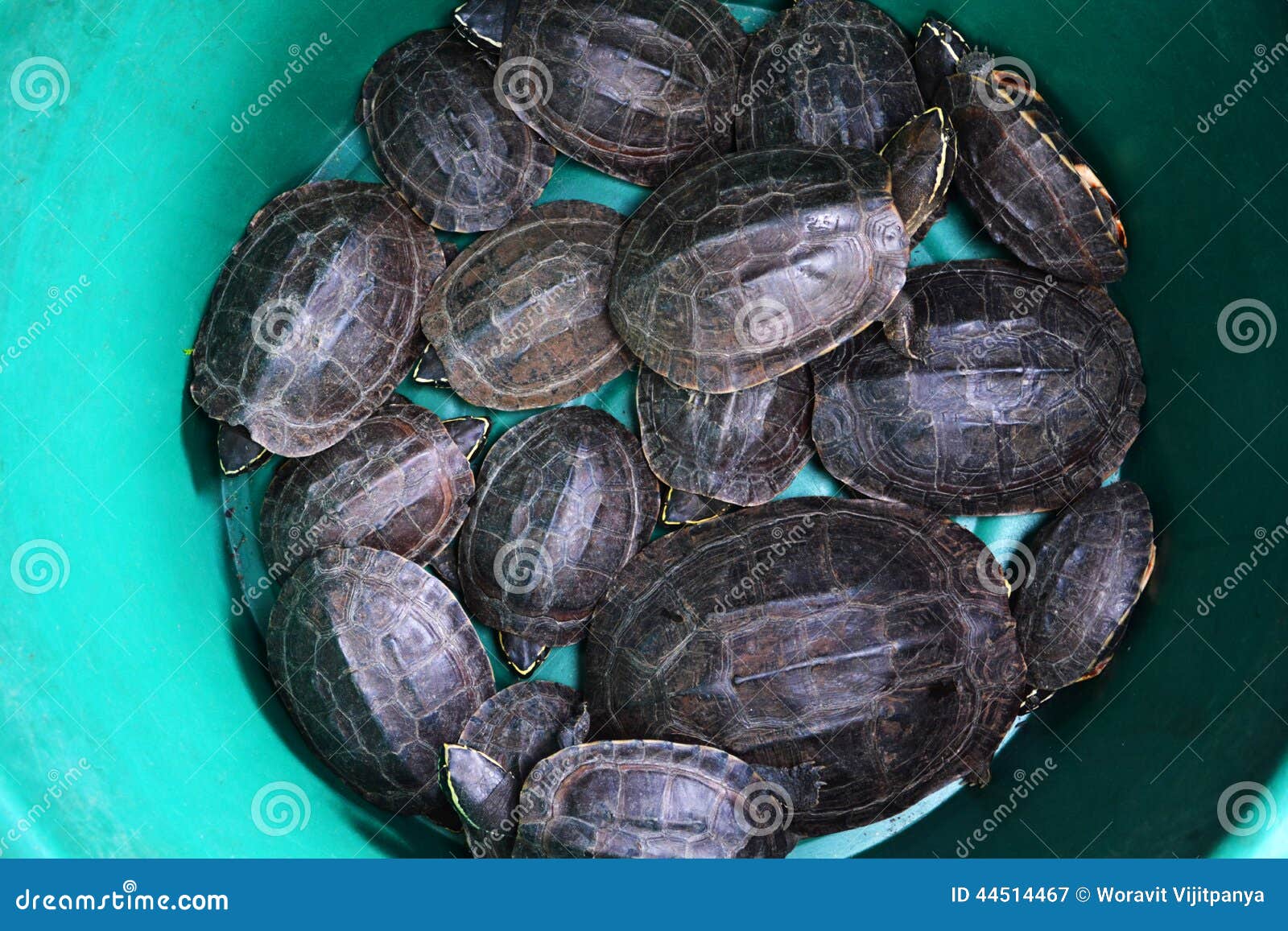 Turtles in the Market stock image. Image of catch, turtles - 44514467