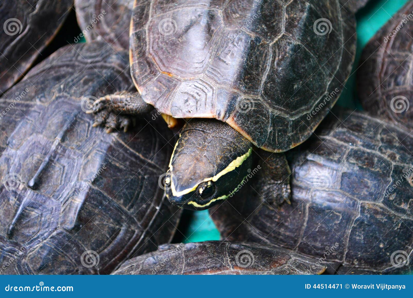 Turtles in the Market stock image. Image of small, panimal - 44514471