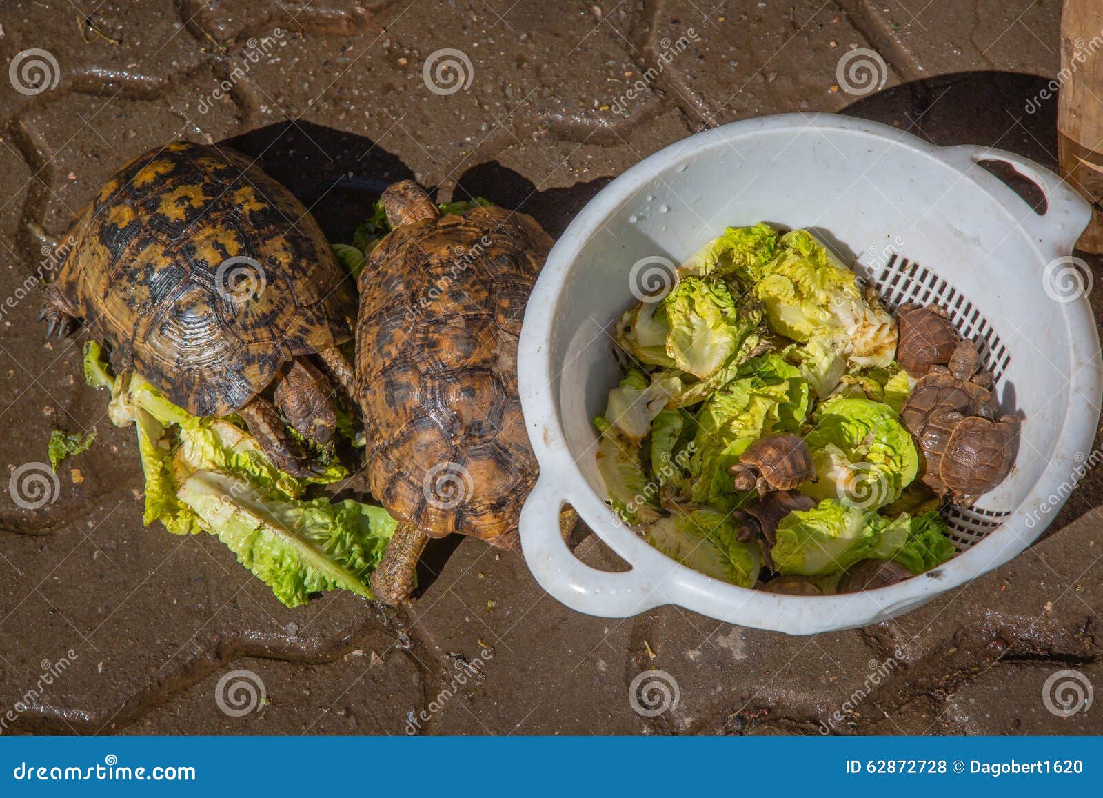 Turtles in Marrakesh stock photo. Image of morocco, market - 62872728