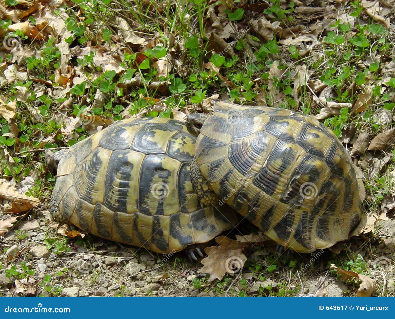 Turtles Mating. stock image. Image of mating, biological - 643617
