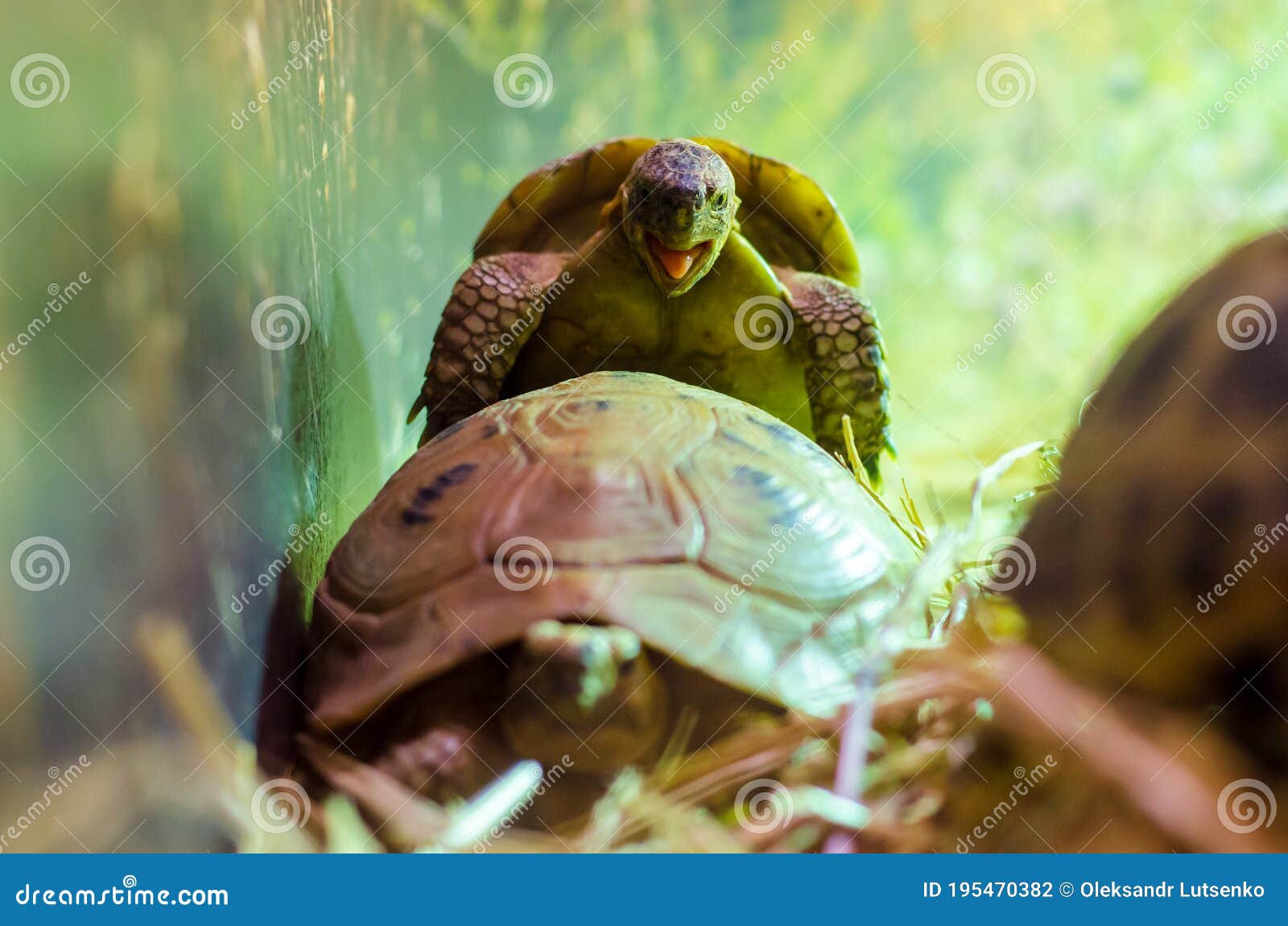 Turtles Mating. the Greek Tortoise Stock Photo - Image of close, mating ...