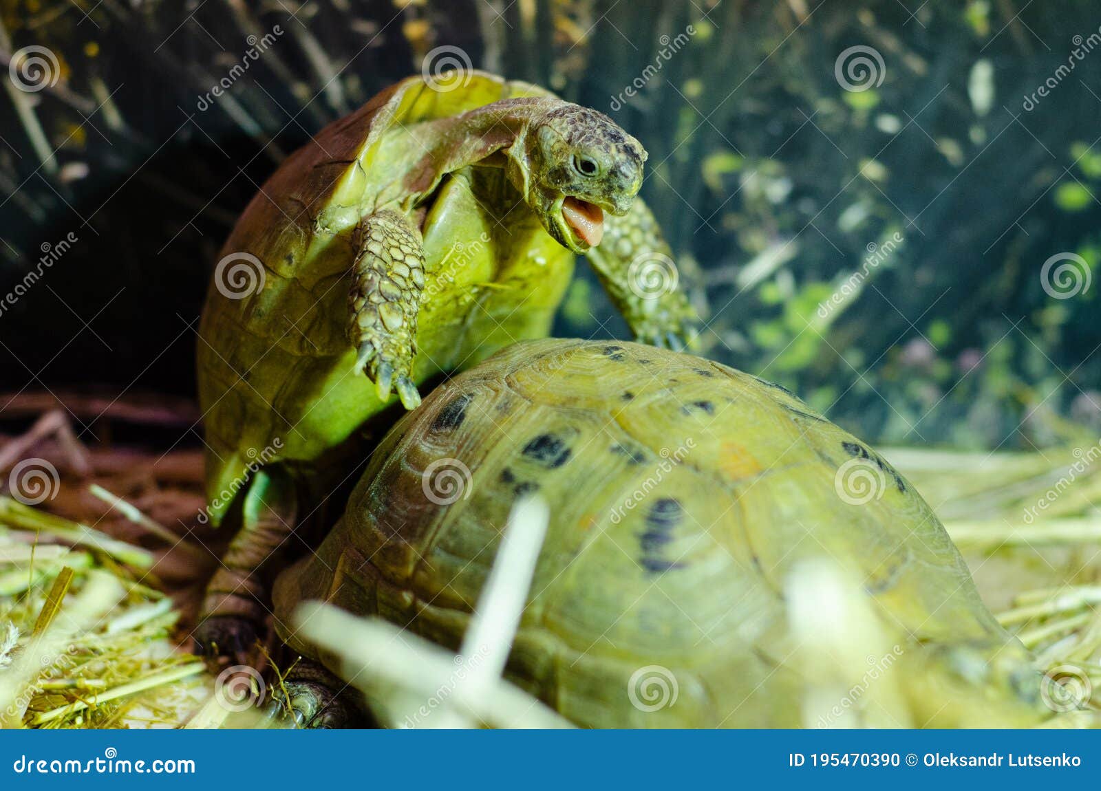 Turtles Mating. the Greek Tortoise Stock Photo - Image of nature, greek ...