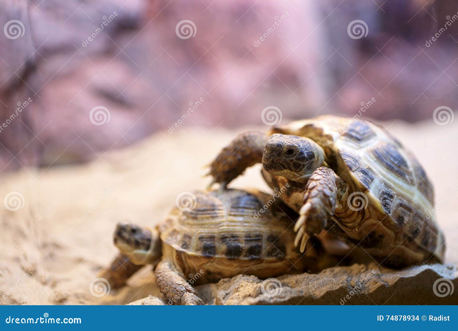 Turtles mating season stock photo. Image of male, affectionate - 74878934