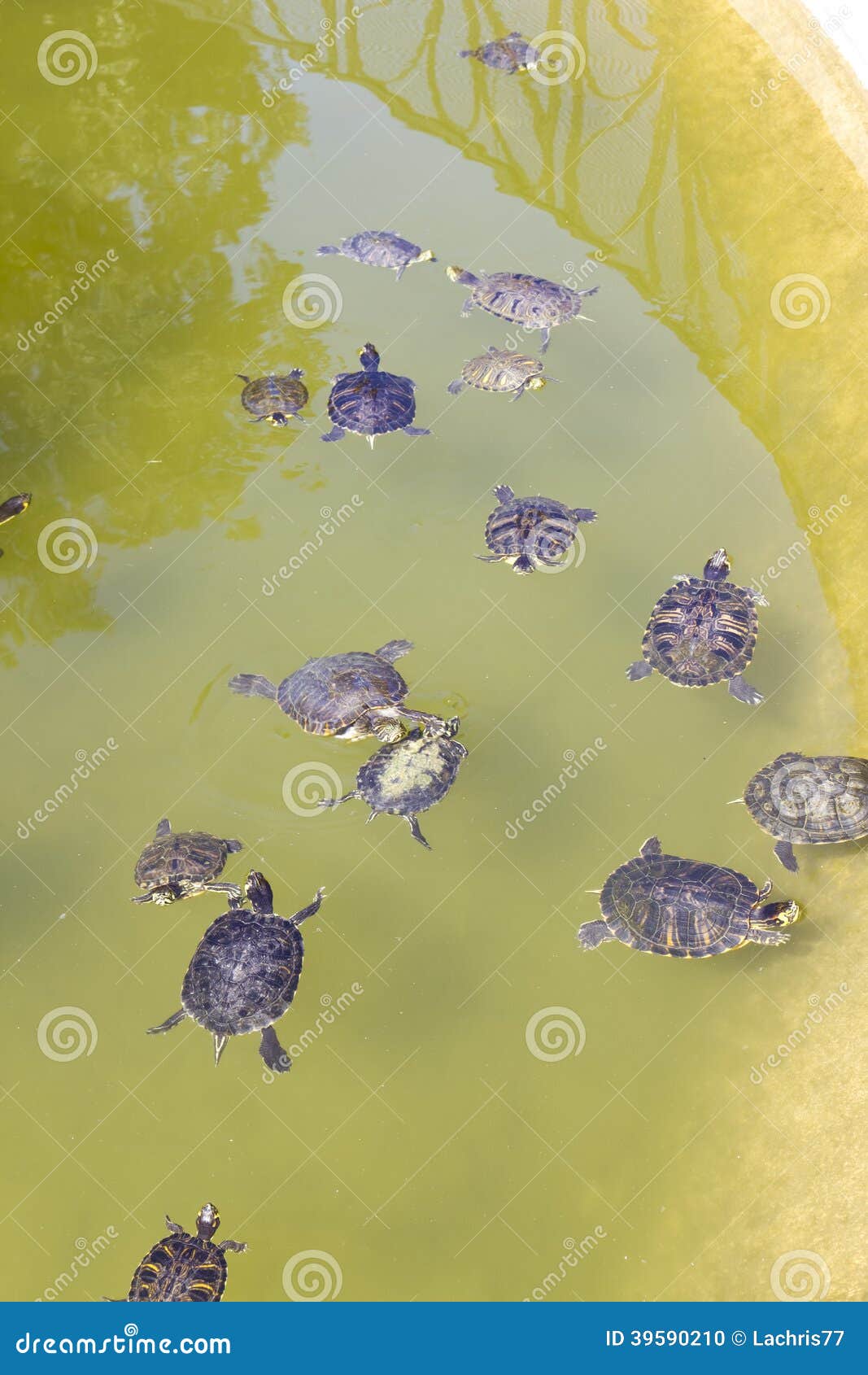 Turtles stock photo. Image of lots, quiet, fountain, turtle - 39590210