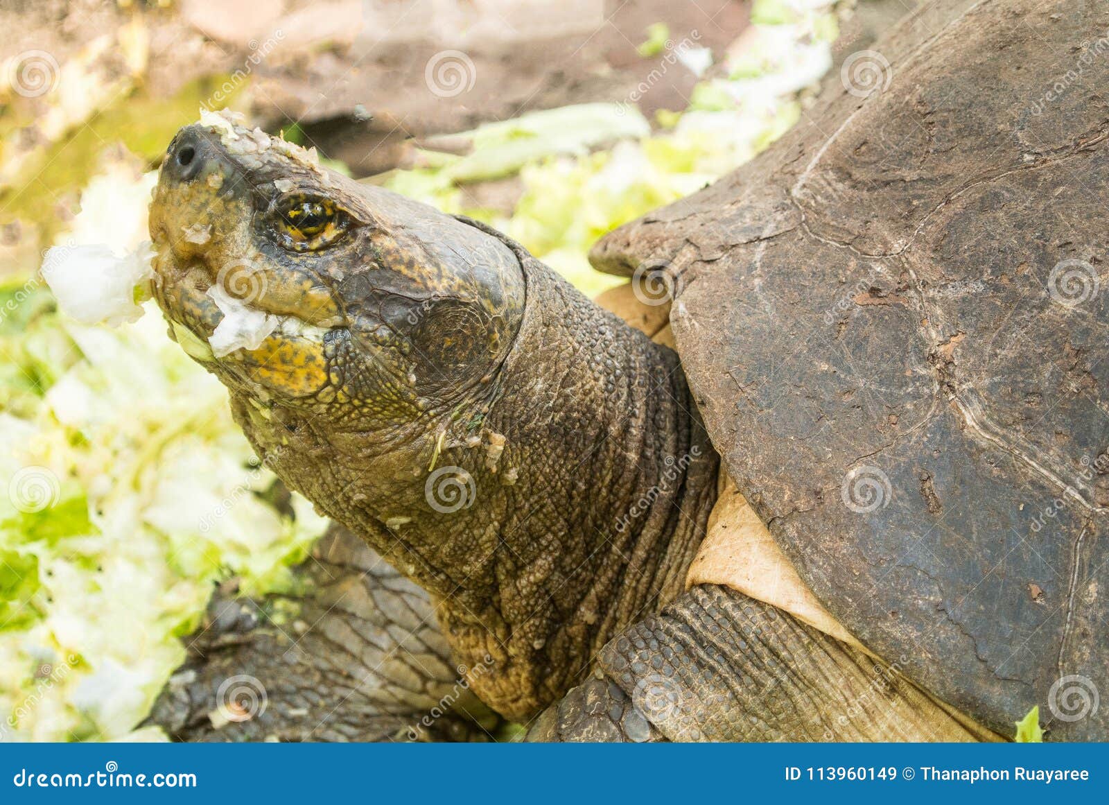 Turtles is One of the Oldest Reptile Groups Stock Image - Image of ...