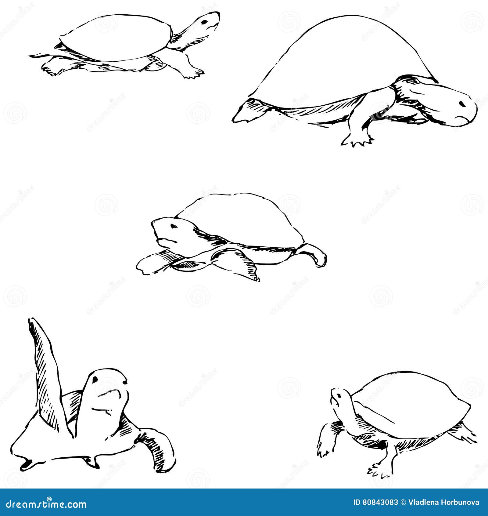 Turtles. Pencil Sketch By Hand. Vintage Colors. Vector | CartoonDealer ...