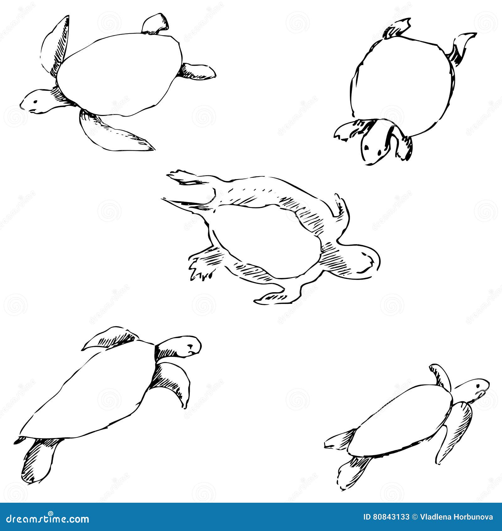 Turtles. Pencil Sketch By Hand. Vintage Colors. Vector | CartoonDealer ...