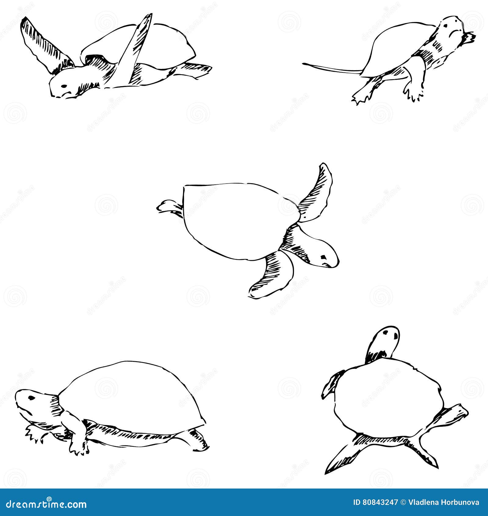 Turtles. Pencil Sketch by Hand Stock Vector - Illustration of aquatic ...