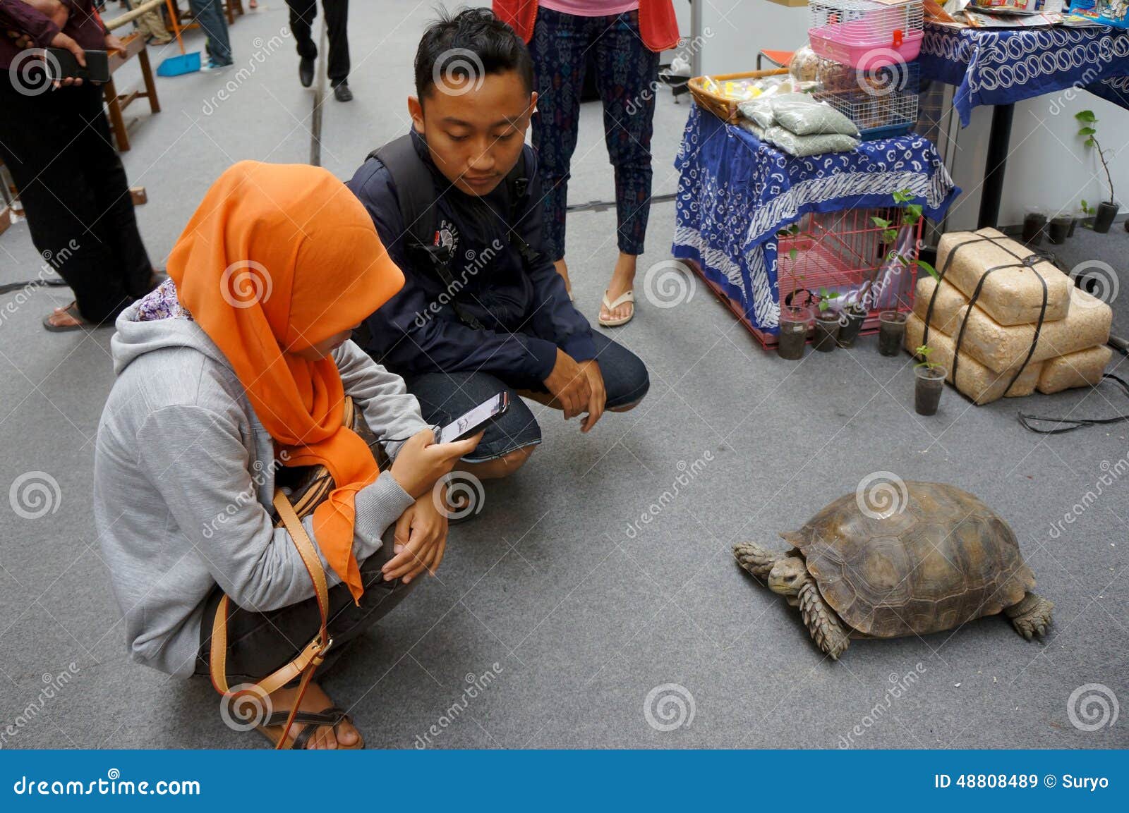 Turtles editorial stock image. Image of exhibition, interact - 48808489