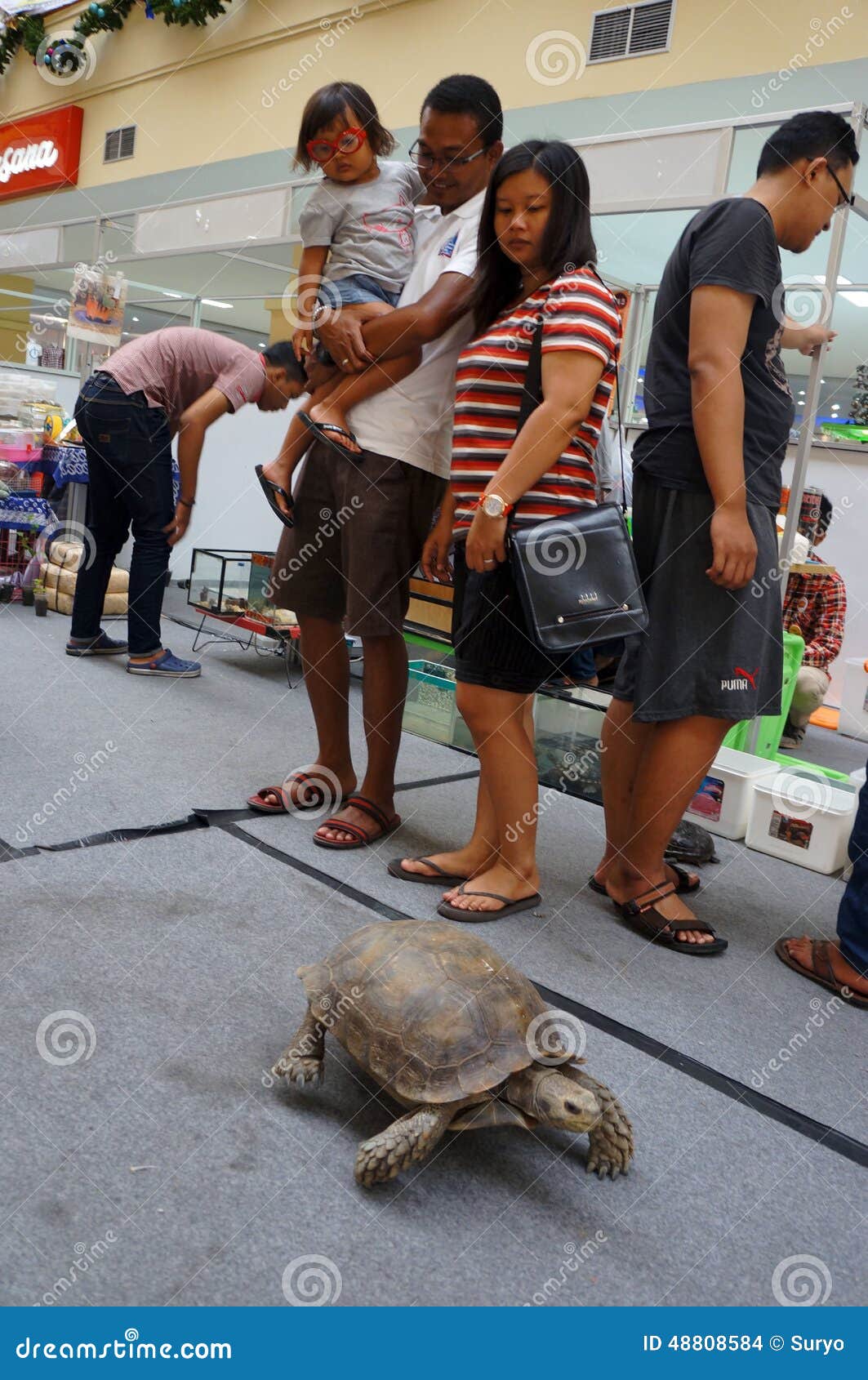 Turtles editorial stock image. Image of people, java - 48808584