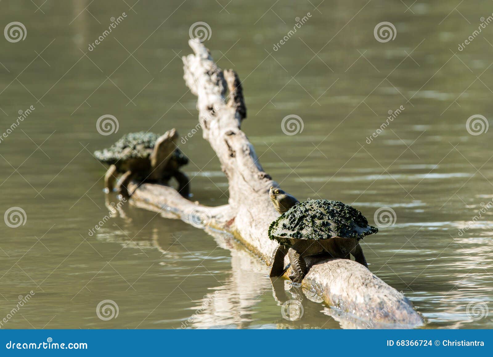 Turtles stock photo. Image of leafs, places, green, australia - 68366724