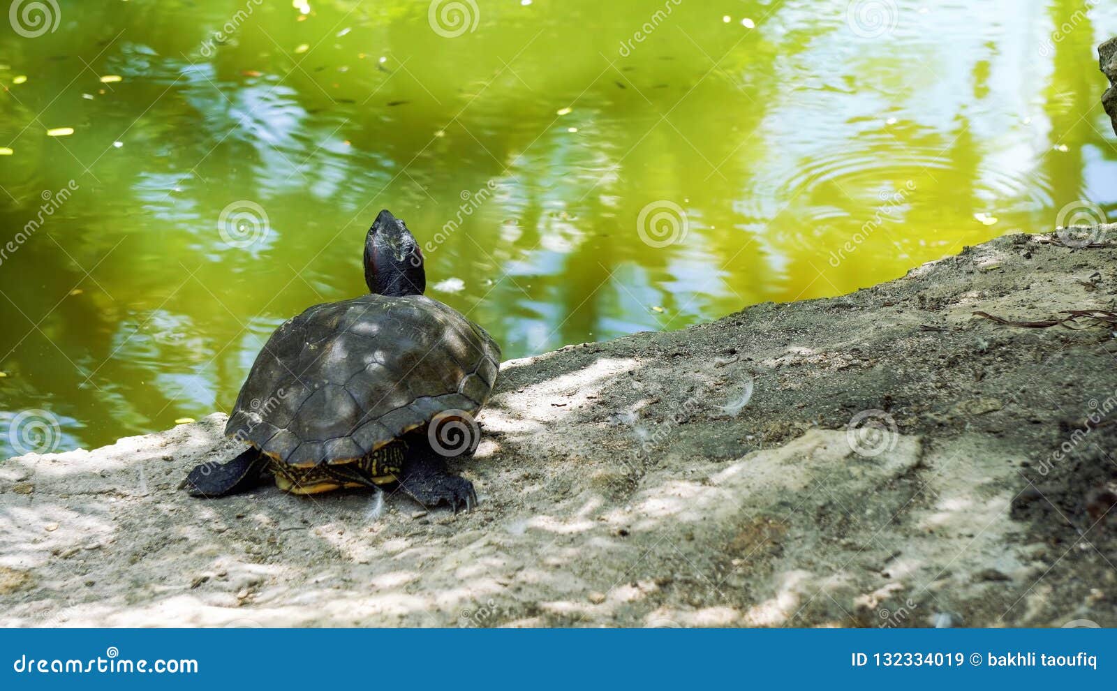 Turtles in a pond stock image. Image of nature, design - 132334019
