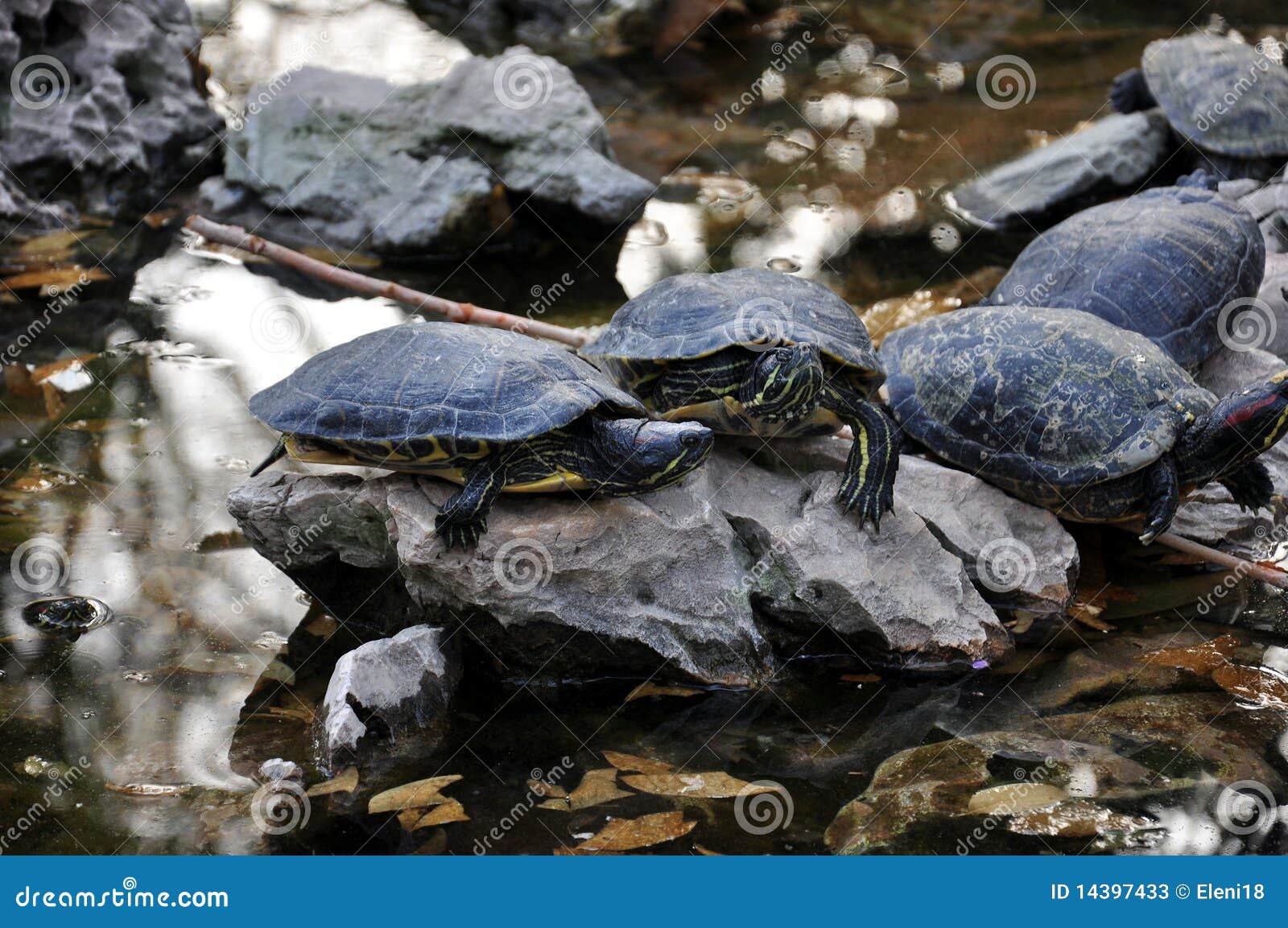 Turtles in a pond stock image. Image of lying, ampibians - 14397433