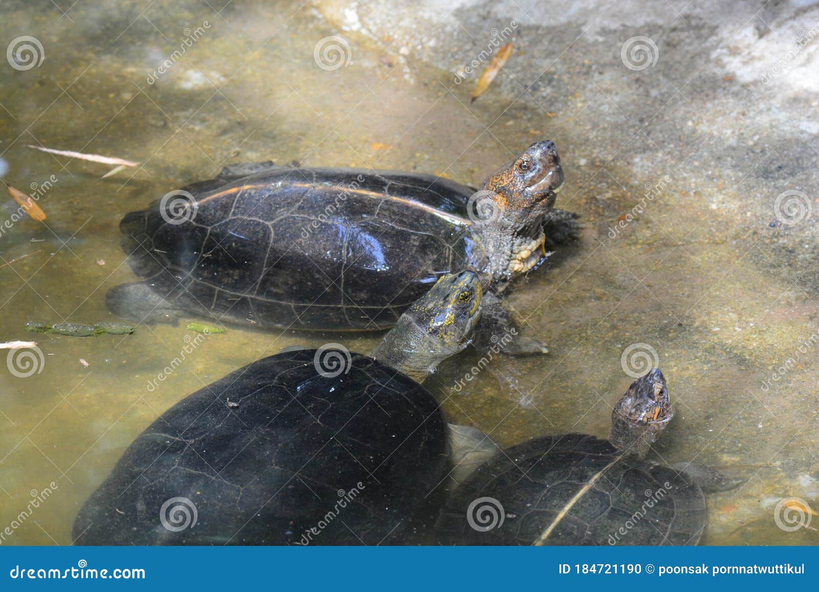 Turtles in pond stock photo. Image of natural, east - 184721190