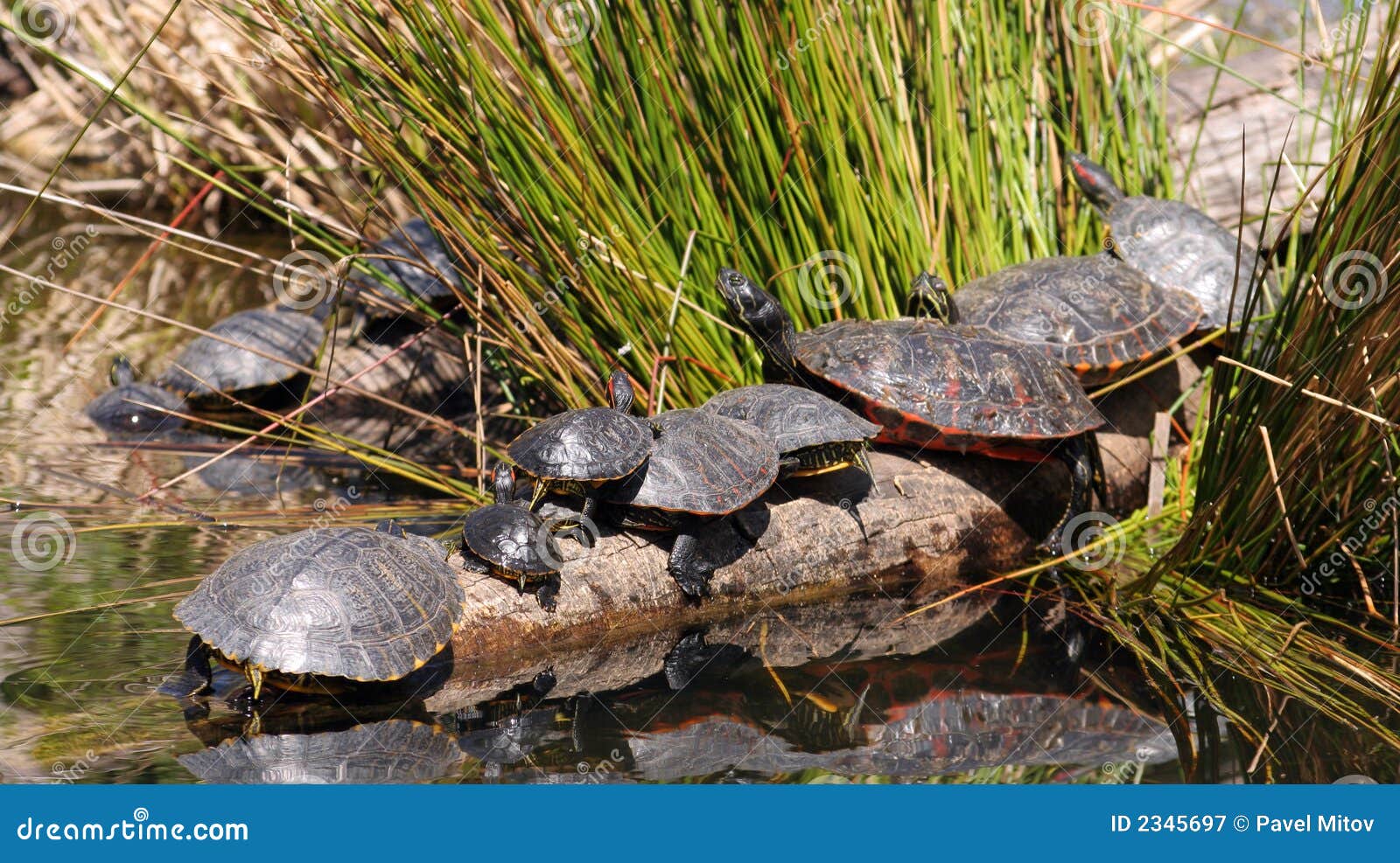 Turtles in a pond stock image. Image of grass, turtle - 2345697