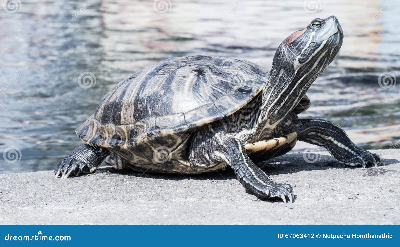 Turtles in a pond. stock photo. Image of eared, water - 67063412