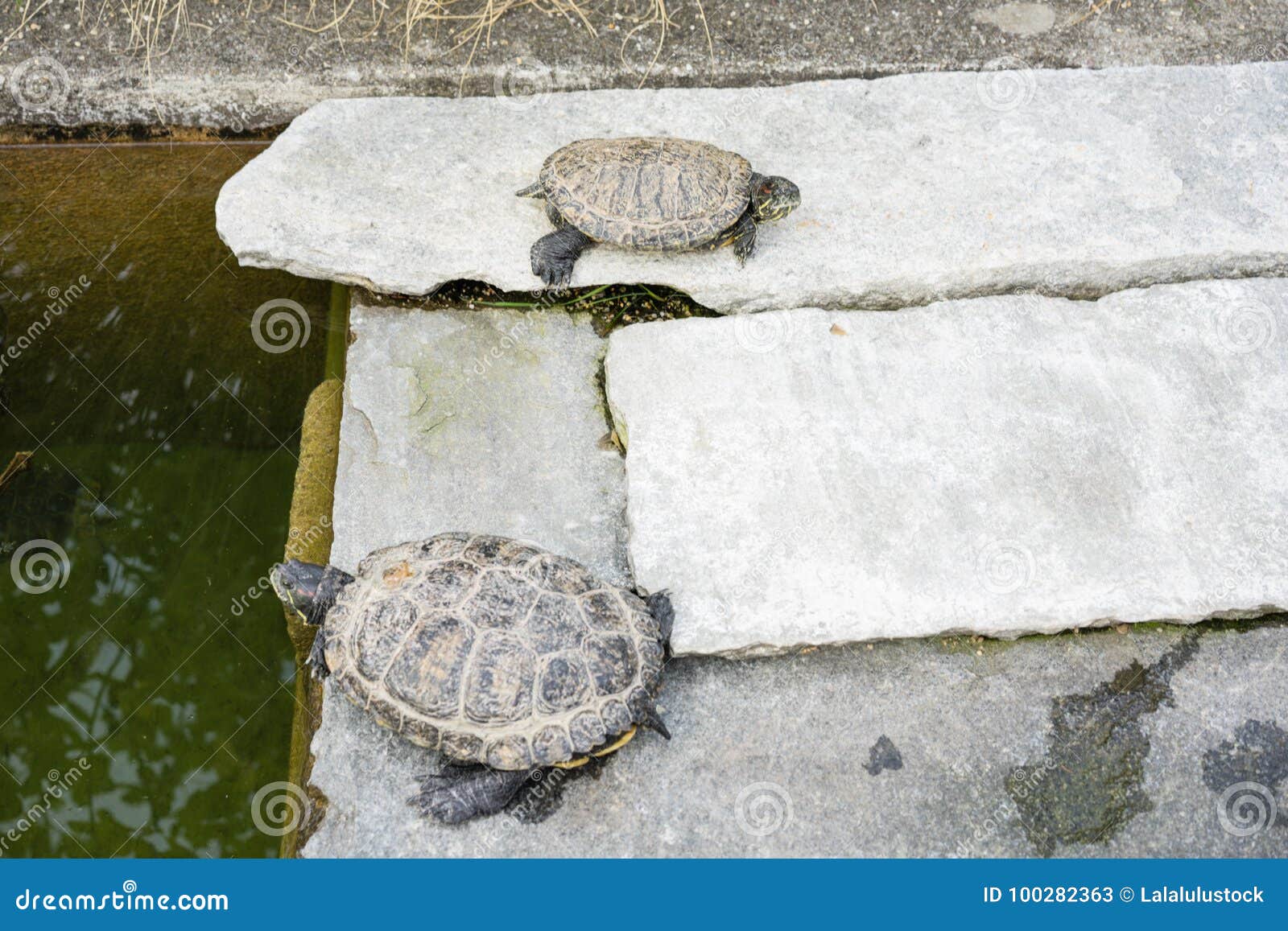 Two Turtles in Pond Close Up View Grey Shell Stock Image - Image of ...