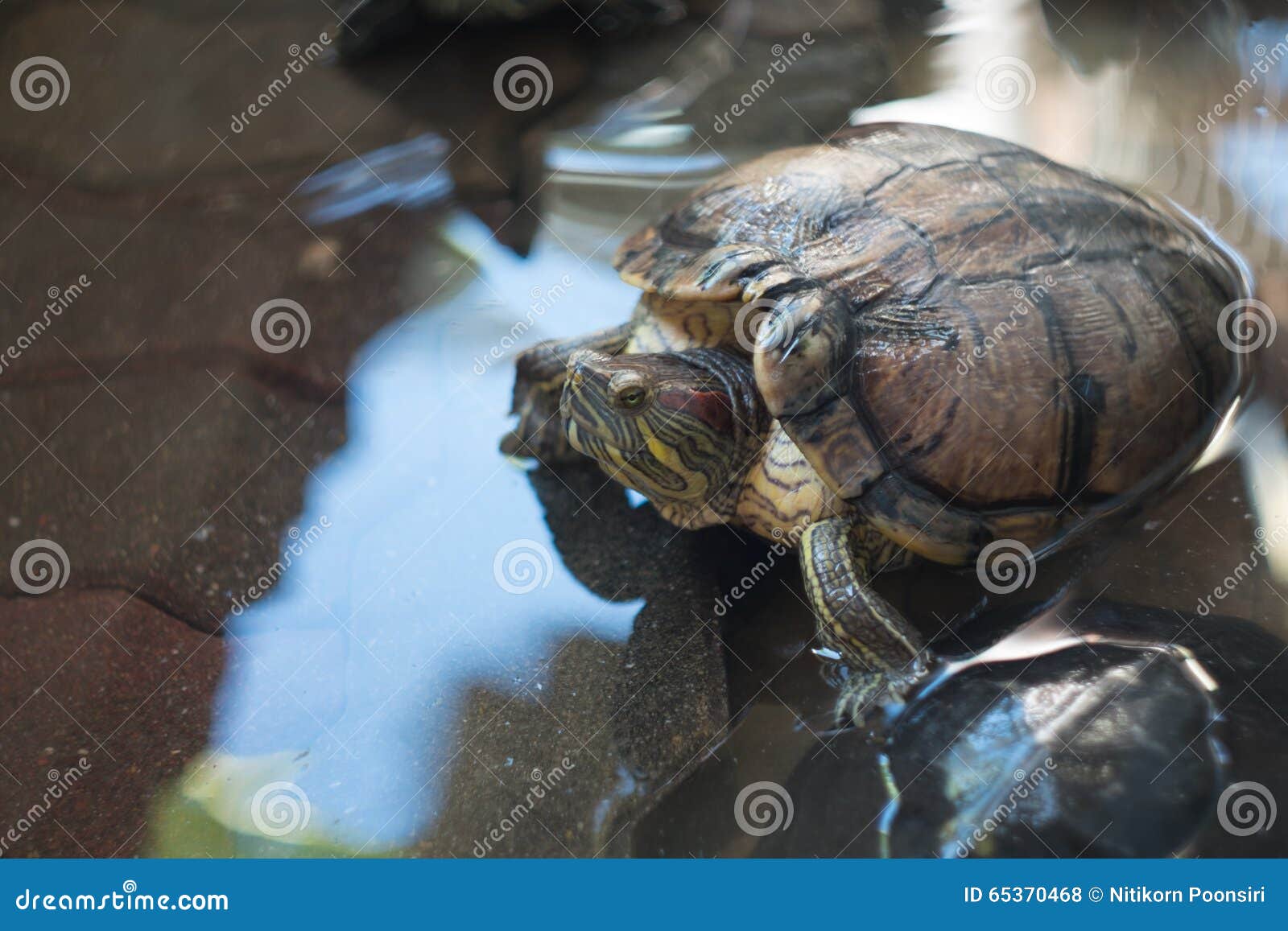 Turtles In The Pond Stock Photo | CartoonDealer.com #51699000