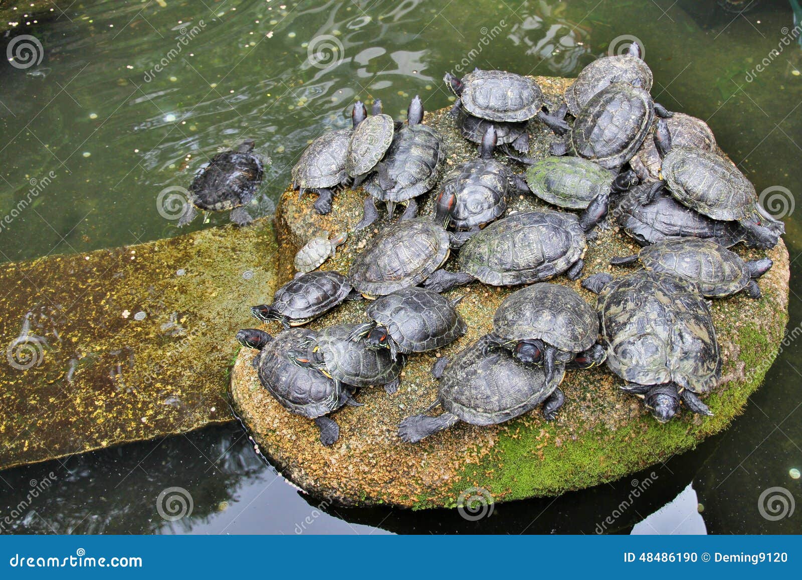 Turtles On Stairs In A Temple Stock Image | CartoonDealer.com #22181353
