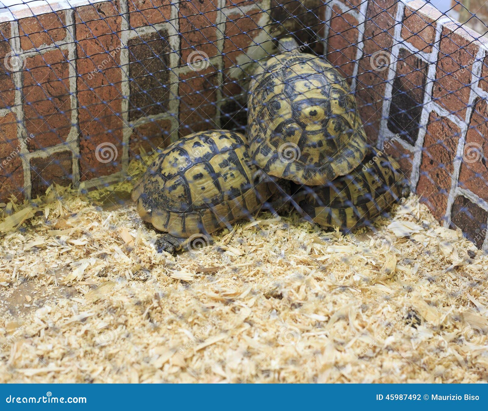 Turtles Prisoner stock photo. Image of depression, captivity - 45987492