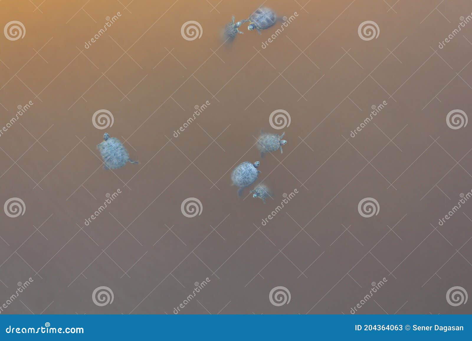 Turtles in the Puddle from Above Stock Image - Image of ocean, beach ...