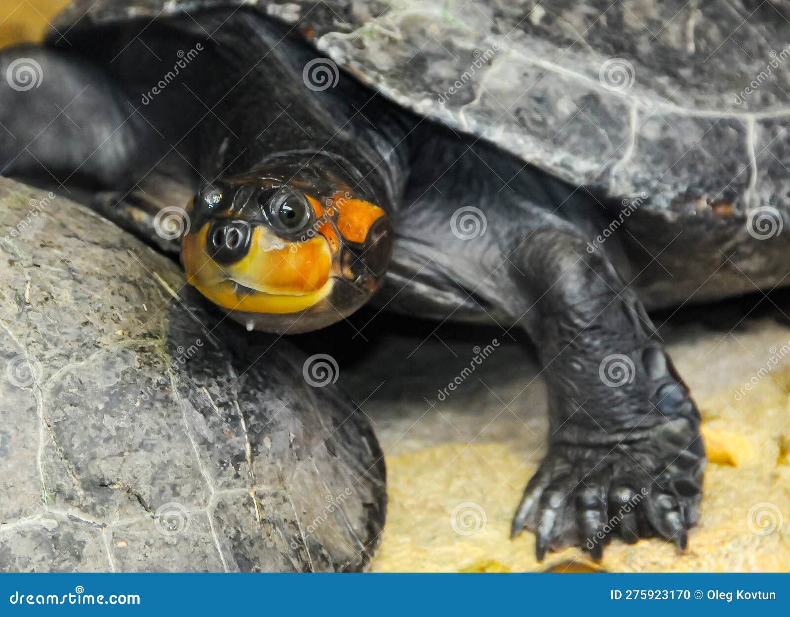 Turtles with Red Ears Behind Glass Terrarium Stock Photo - Image of ...