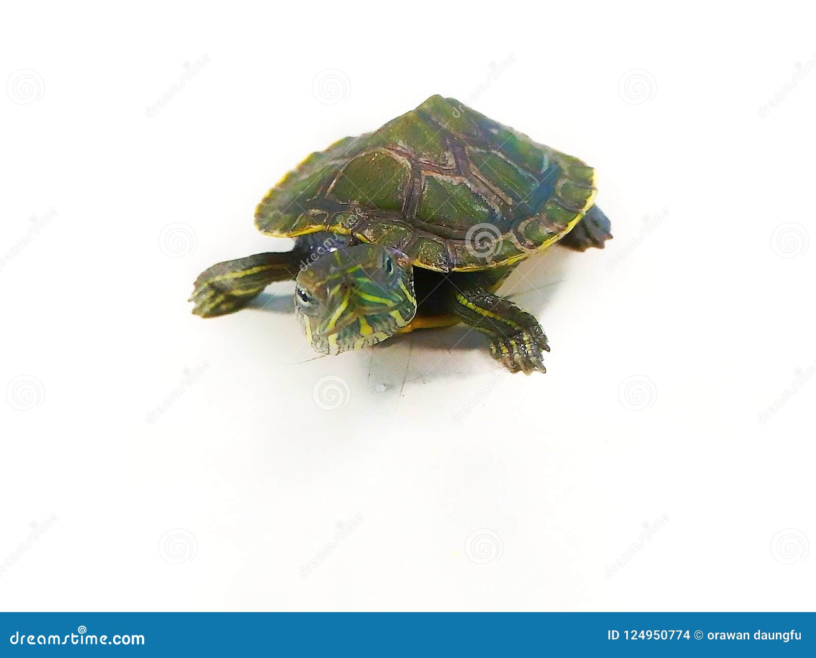 Turtle stock photo. Image of turtles, hard, reptiles - 124950774