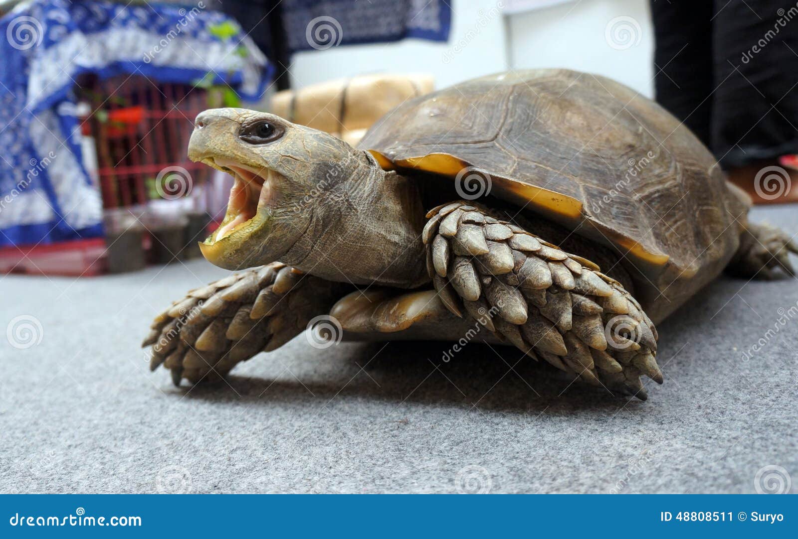 Turtles editorial photo. Image of karanganyar, java, shopping - 48808511