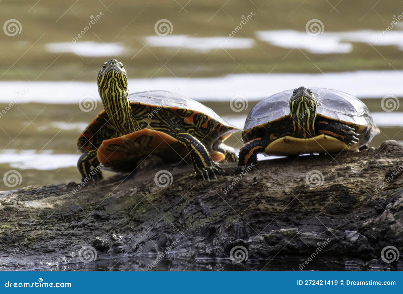 Turtles Resting on a Rock Close To Shore Stock Image - Image of nature ...